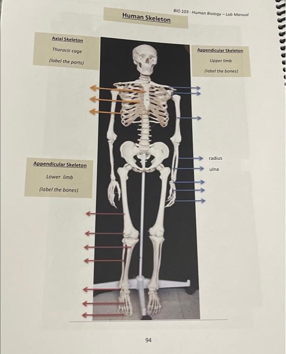 Solved BIO 103 - Human Biology - Lab Manual Human Skeleton | Chegg.com