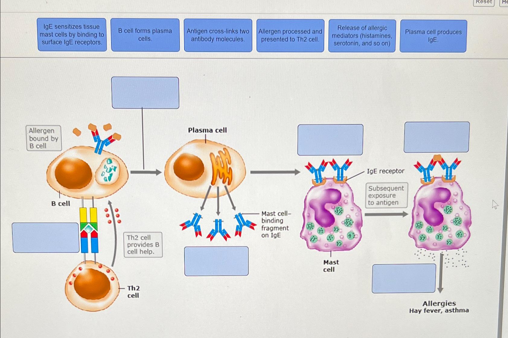 Solved ResetlgE sensitizes tissue mast cells by binding to | Chegg.com