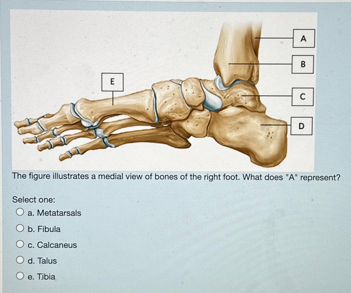 Solved The figure illustrates a medial view of bones of the | Chegg.com