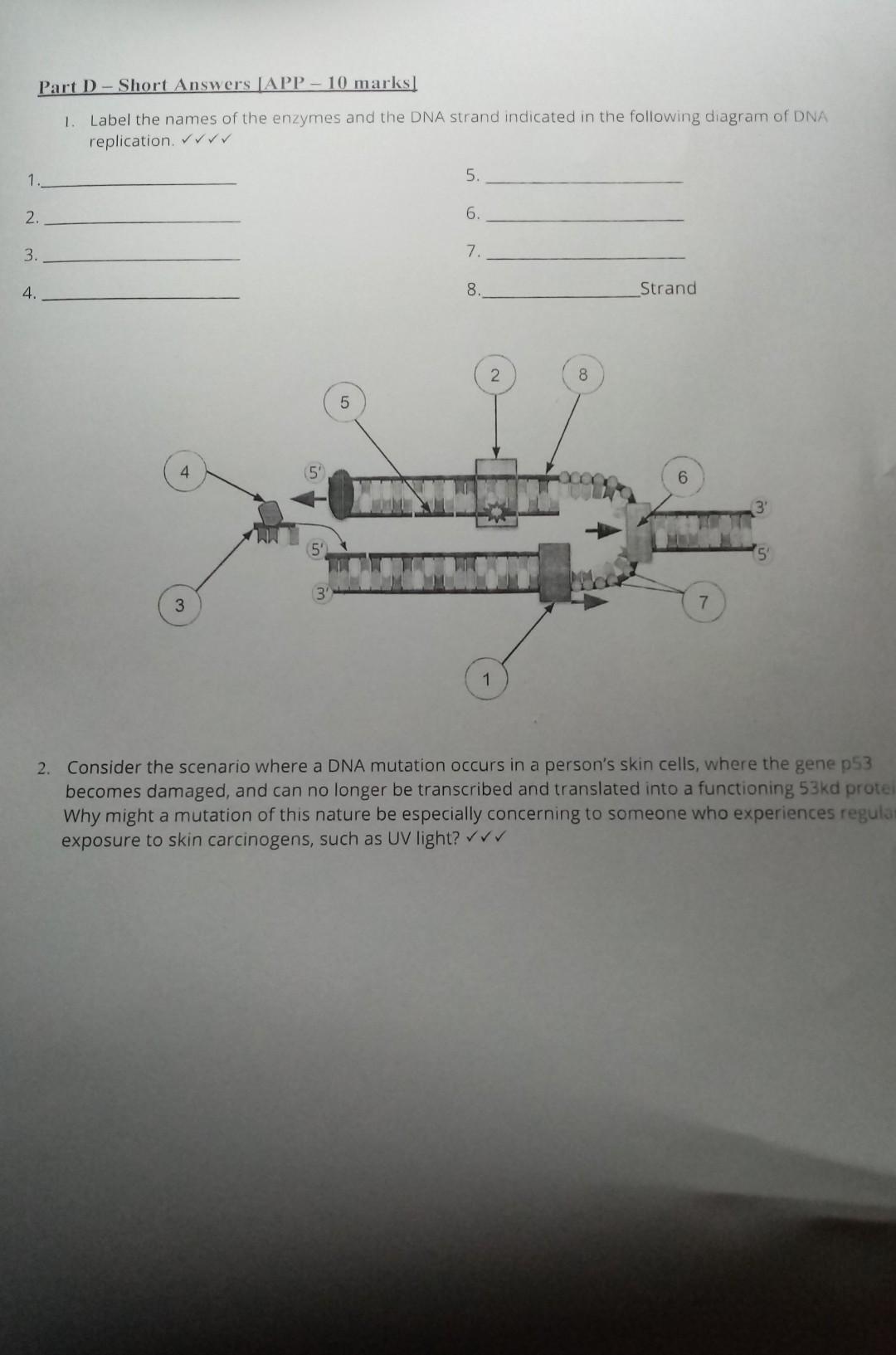 Solved 1. Label the names of the enzymes and the DNA strand | Chegg.com
