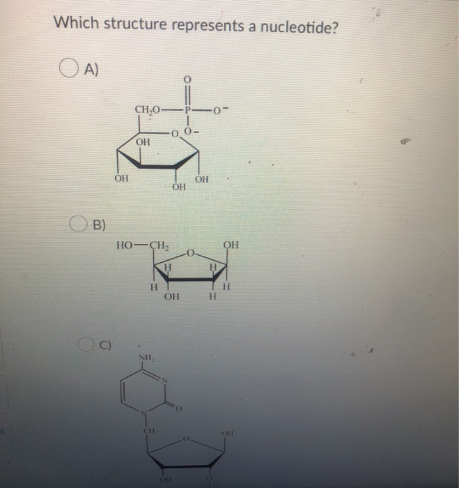 Solved Which structure represents a nucleotide? A) CHOP-O- | Chegg.com