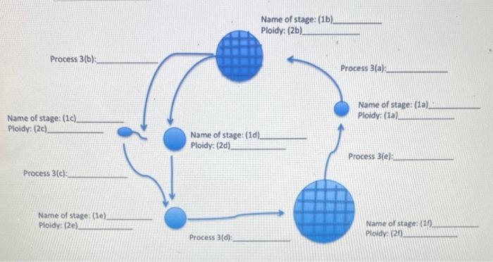 Solved Indicate whether each life-cycle transition is | Chegg.com