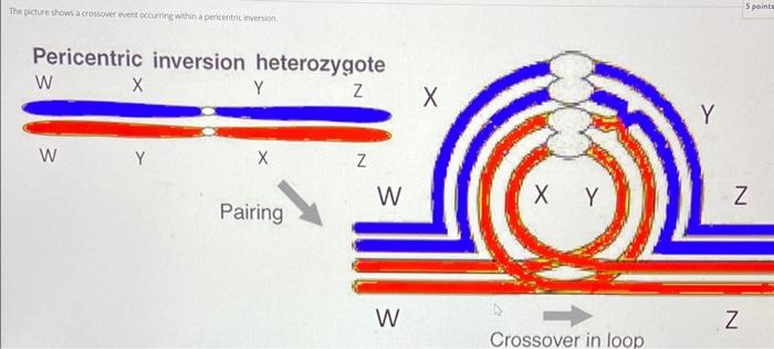 Solved Pericentric inversion heterozygote Which of the | Chegg.com