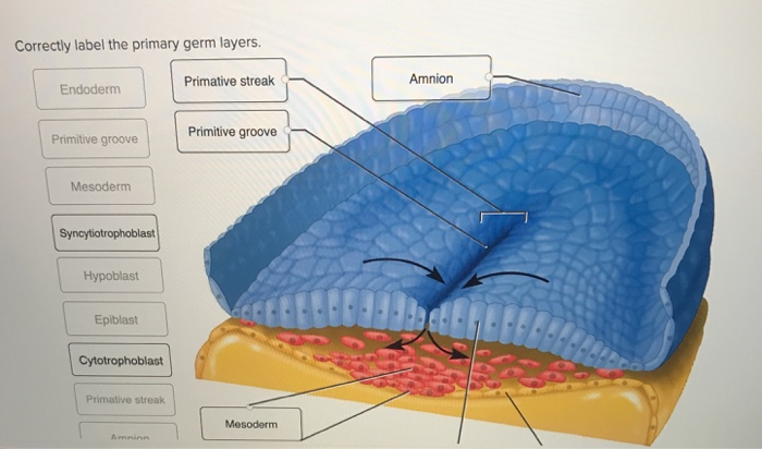 Solved Correctly label the primary germ layers. Primative | Chegg.com