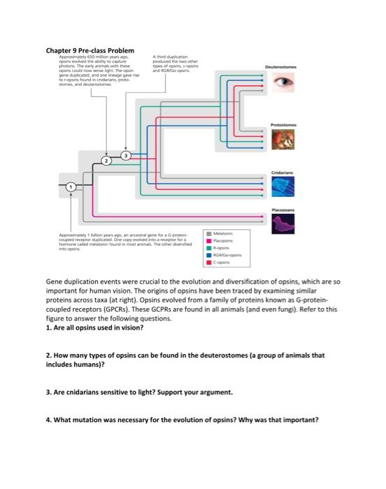 Solved Gene duplication events were crucial to the evolution | Chegg.com