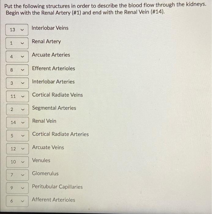 Solved Put the following structures in order to describe the | Chegg.com