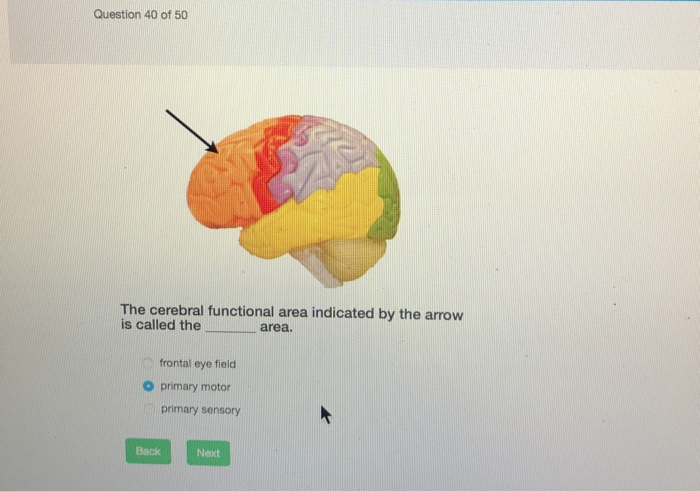 Solved Question 40 of 50 The cerebral functional area | Chegg.com