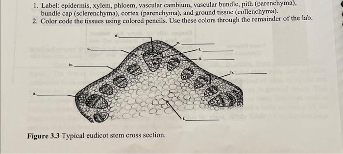 Solved 1. Label: epidermis, xylem, phloem, vascular cambium, | Chegg.com