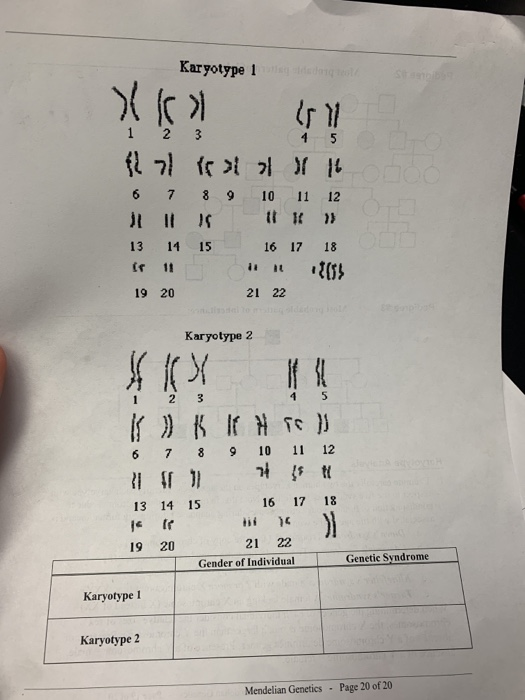 Solved Karyotype Analysis 1. Examine carefully the two human | Chegg.com
