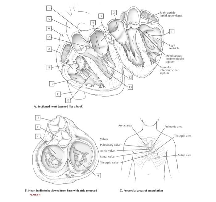 Solved Colorthe following features of the heart chambers, | Chegg.com