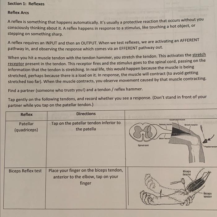 Solved BIOL2451-Spinal Cord & Brain Section 1: Reflex | Chegg.com