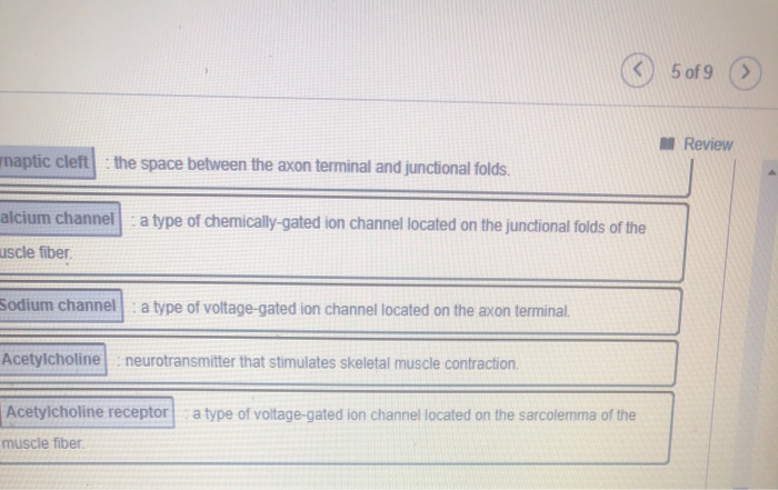 228 Review Sheet 13 s perficial musculature by | Chegg.com