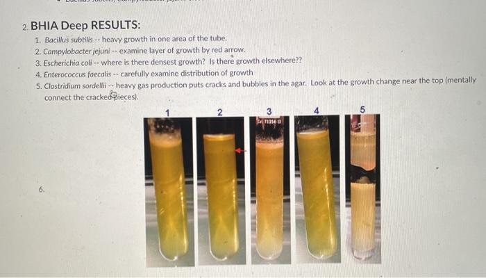 Solved 2. BHIA Deep RESULTS: 1. Bacillus subtilis -- heavy | Chegg.com