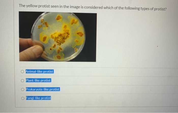 Solved The yellow protist seen in the image is considered | Chegg.com