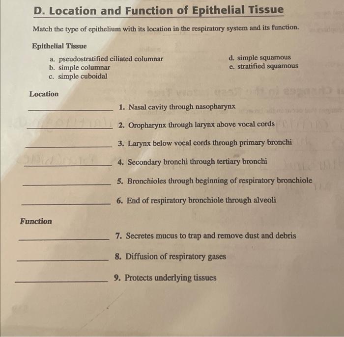 Solved D. Location and Function of Epithelial Tissue Match | Chegg.com
