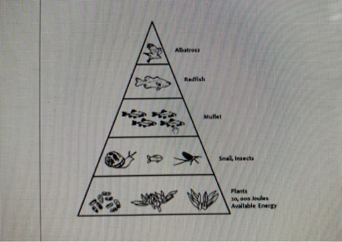 Solved In even the most complex food webs, trophic levels do | Chegg.com
