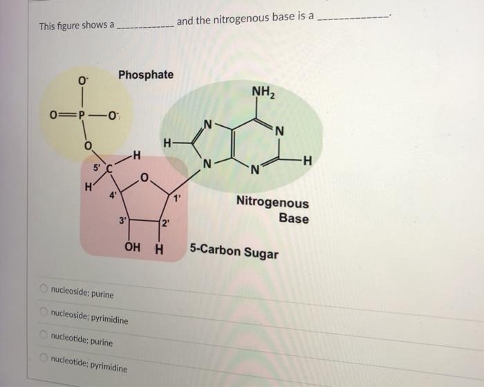 Solved This figure shows a and the nitrogenous base is a | Chegg.com