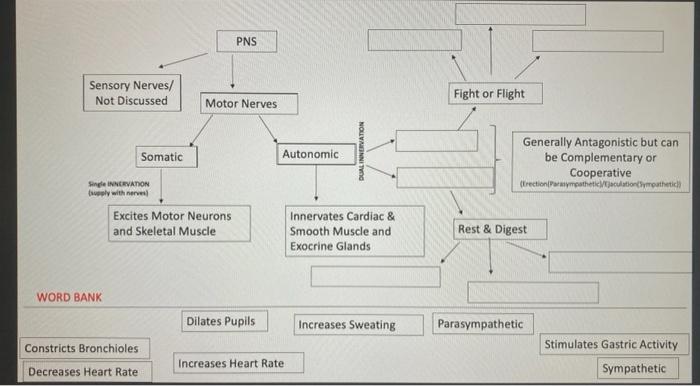 Solved The Nervous System Chart Fill In the Blanks. Contains | Chegg.com