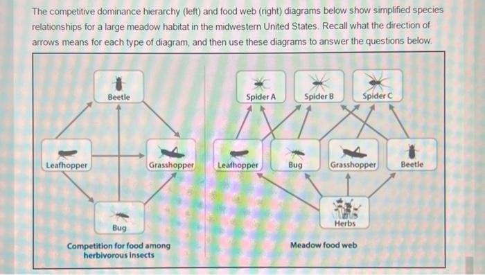Solved The competitive dominance hierarchy (left) and food | Chegg.com