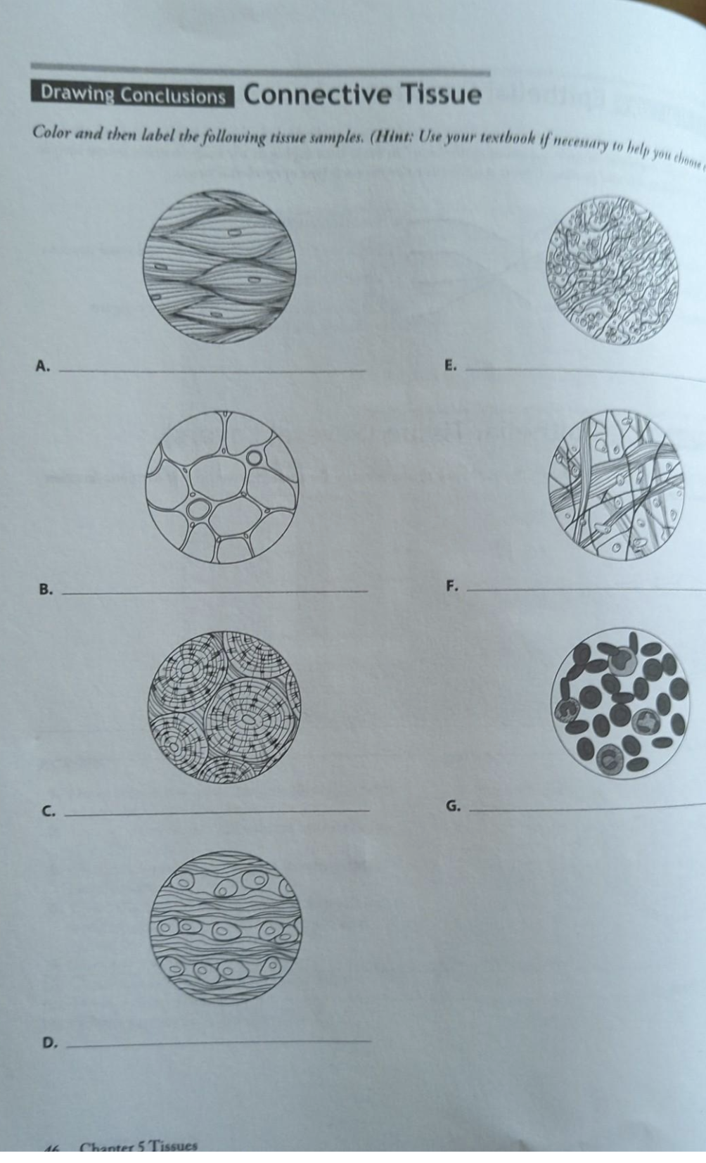 Solved Drawing Conclusions Connective Tissue Color and then | Chegg.com
