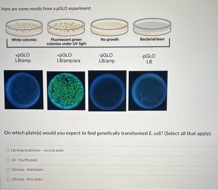 Solved on which plates would you expect to find genetically | Chegg.com