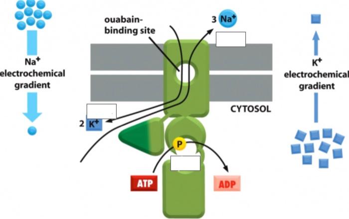 Solved The sodium-potassium pump uses 1 ATP to import 2 K+ | Chegg.com