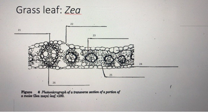 Solved Hydromorphic leaf: Nymphaea 15 16 17 18 19 20 Figure | Chegg.com