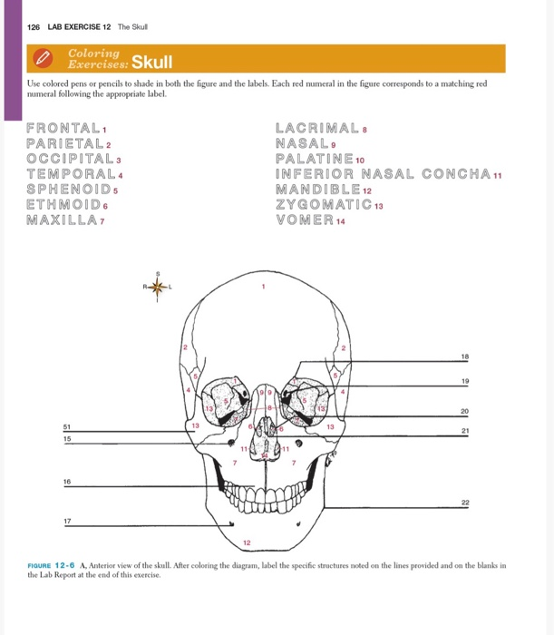 Solved 126 LAB EXERCISE 12 The Skul Coloring Exercises: | Chegg.com