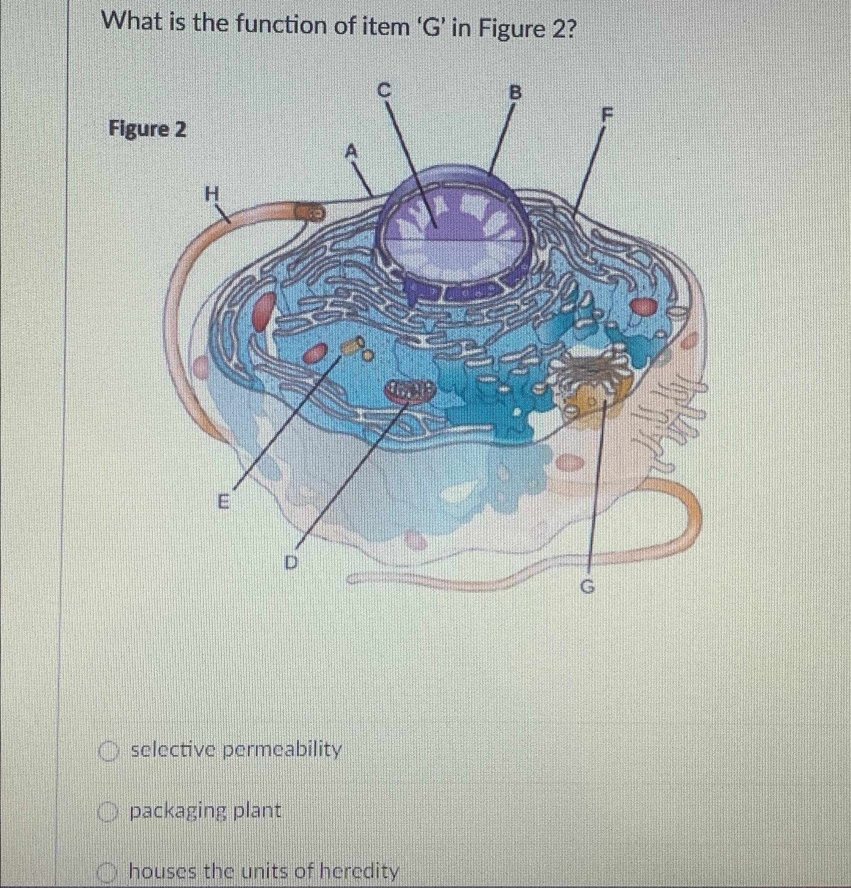 Solved What is the function of item ' G ' ﻿in Figure | Chegg.com
