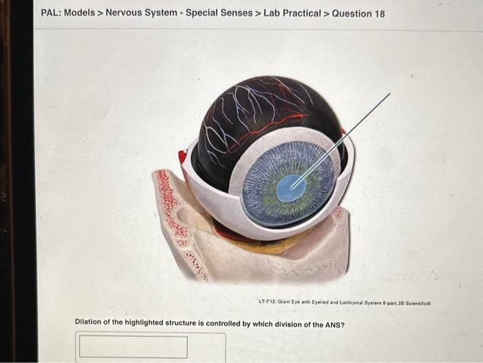 Solved PAL: Models > Nervous System - Special Senses > Lab | Chegg.com