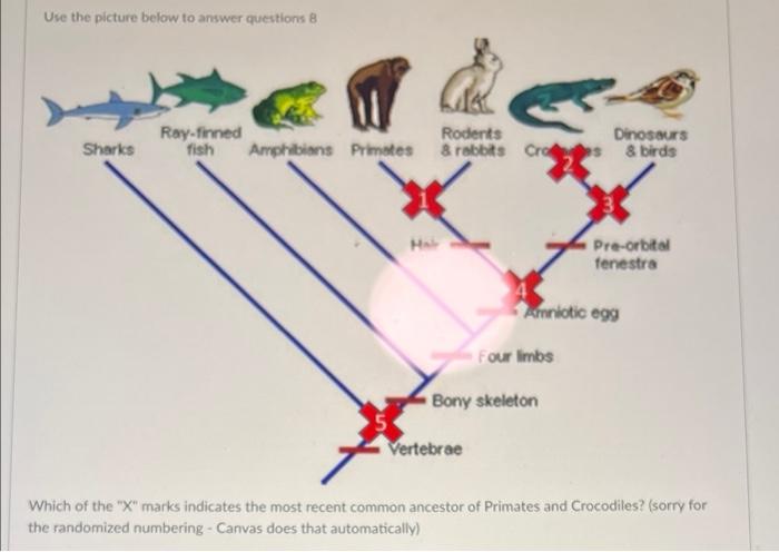 Solved Use the picture below to answer questions 8 Sharks | Chegg.com