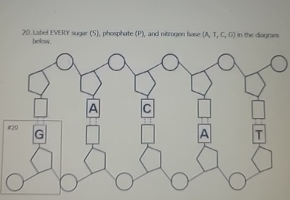 Solved Label EVERY sugar (S), ﻿phosphate (P), ﻿and nitrogen | Chegg.com