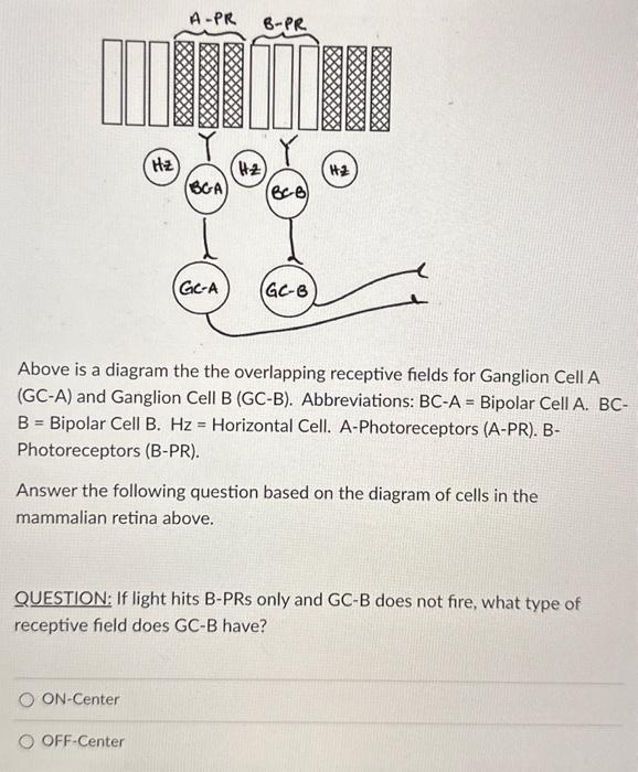 Solved Above is a diagram the the overlapping receptive | Chegg.com