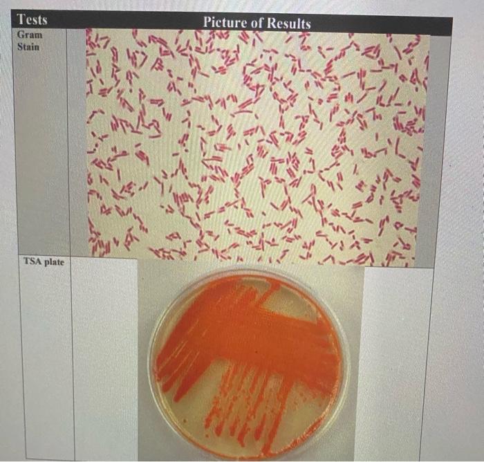 Unknown Bacteria Data Sheet Your unknown bacteria | Chegg.com