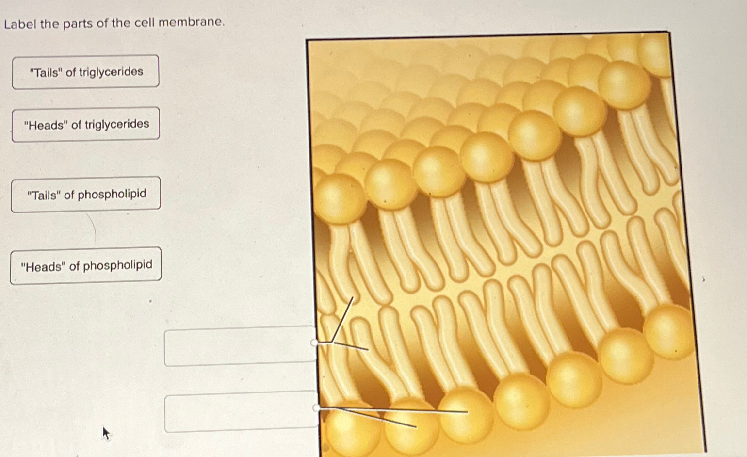 Solved Label the parts of the cell membrane. | Chegg.com