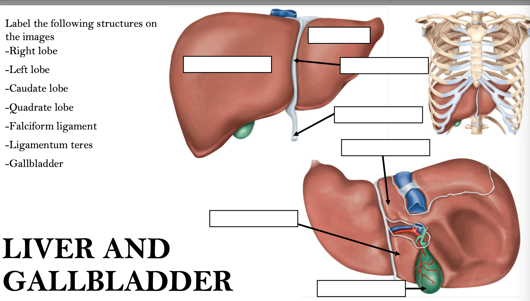 Solved Label the following structures onthe images-Right | Chegg.com