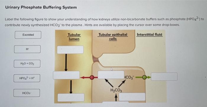 Solved Urinary Phosphate Buffering System Label the | Chegg.com Solved Urinary Phosphate Buffering System Label the | Chegg.com