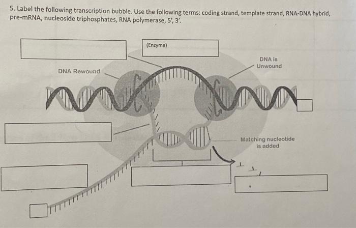 Solved 5. Label the following transcription bubble. Use the | Chegg.com