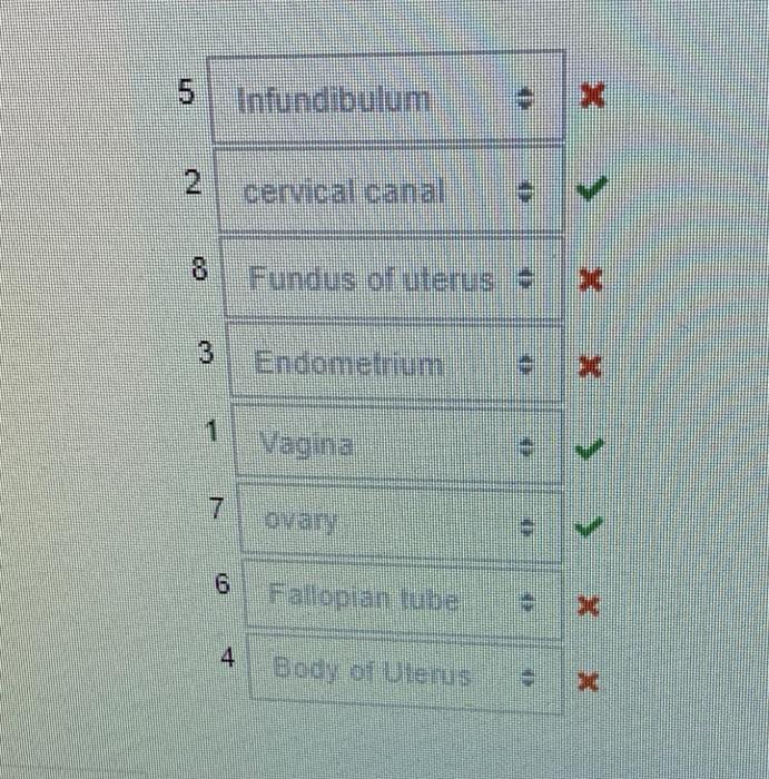 Solved 4 5 3 - 6 2 7 1 8 Infundibulum cervical canal 8 | Chegg.com
