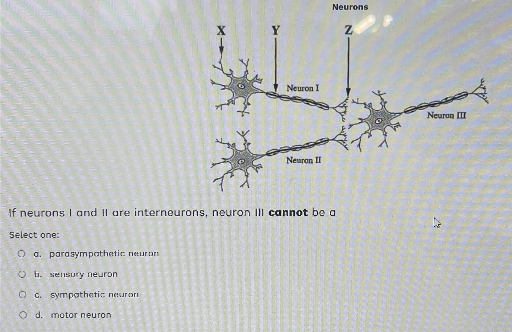 Solved NeuronsIf neurons I and II are interneurons, neuron | Chegg.com