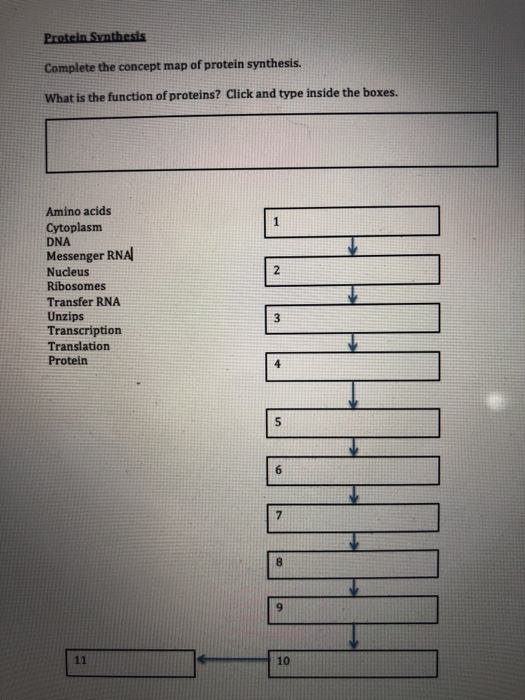 Solved Protein Synthesis Complete the concept map of protein | Chegg.com
