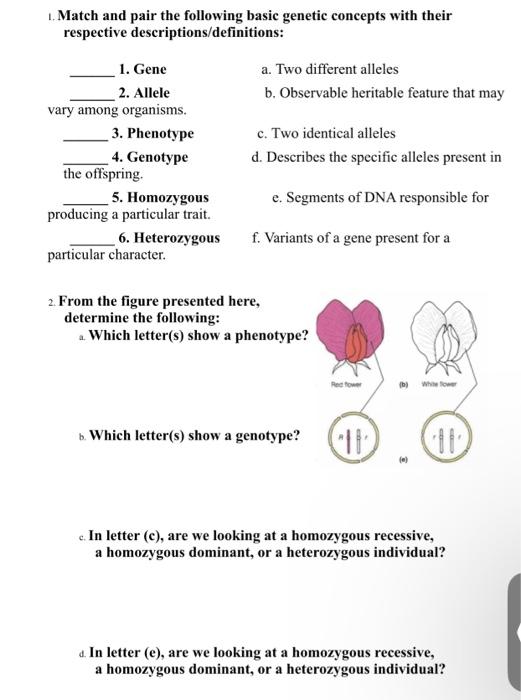 1. Match and pair the following basic genetic | Chegg.com