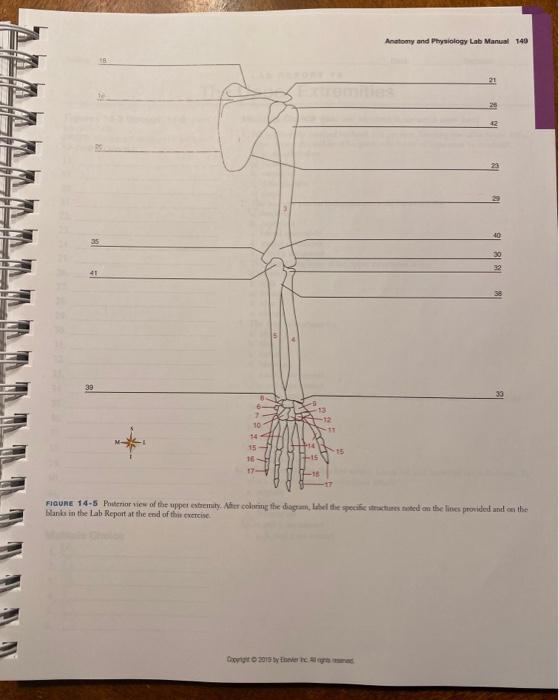 Solved Anatomy and Physiology Lab Manual Upper Extremity | Chegg.com