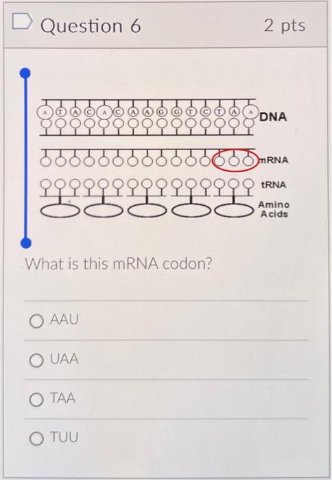 Solved Question 6 What is this mRNA codon? AAU UAA TAA TUU | Chegg.com