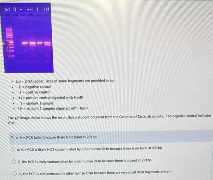 Solved - lad = DNA ladder; sizes of some fragments are | Chegg.com