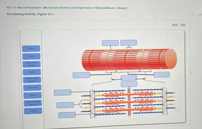 Solved CEx. 12: Best of Homework - Microscopic Anatomy and | Chegg.com