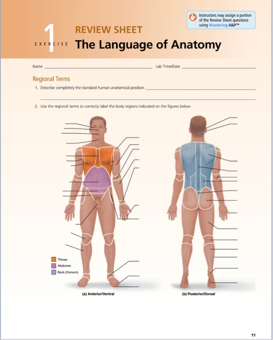 Solved A U Instructors May Assign A Portion Of The Review Chegg