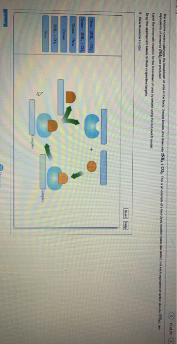 Solved 19 24 The rryme rease catalyzes the breakdown of urea | Chegg.com