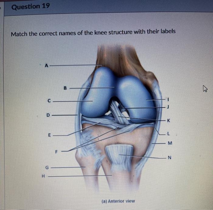 Solved Match the correct names of the knee structure with | Chegg.com