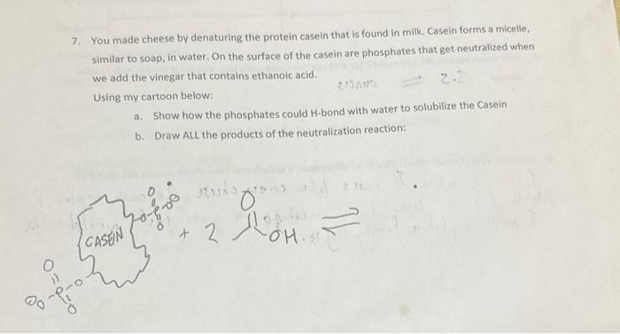 Solved 7. You made cheese by denaturing the protein casein | Chegg.com